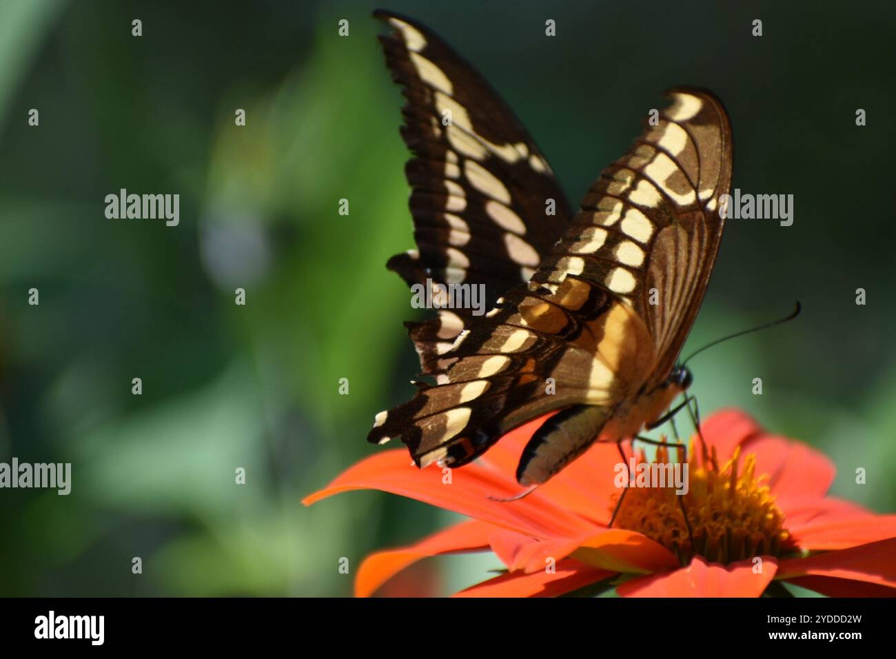 Thoas Swallowtail (Heraclides thoas Stock Photo - Alamy