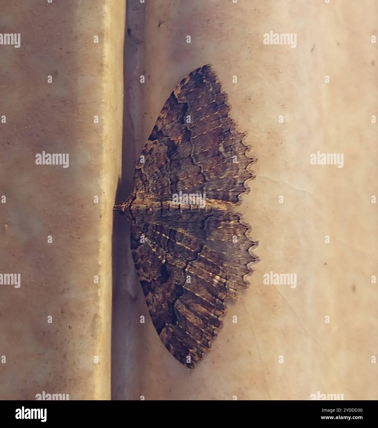 Tissue Moth (Triphosa haesitata Stock Photo - Alamy