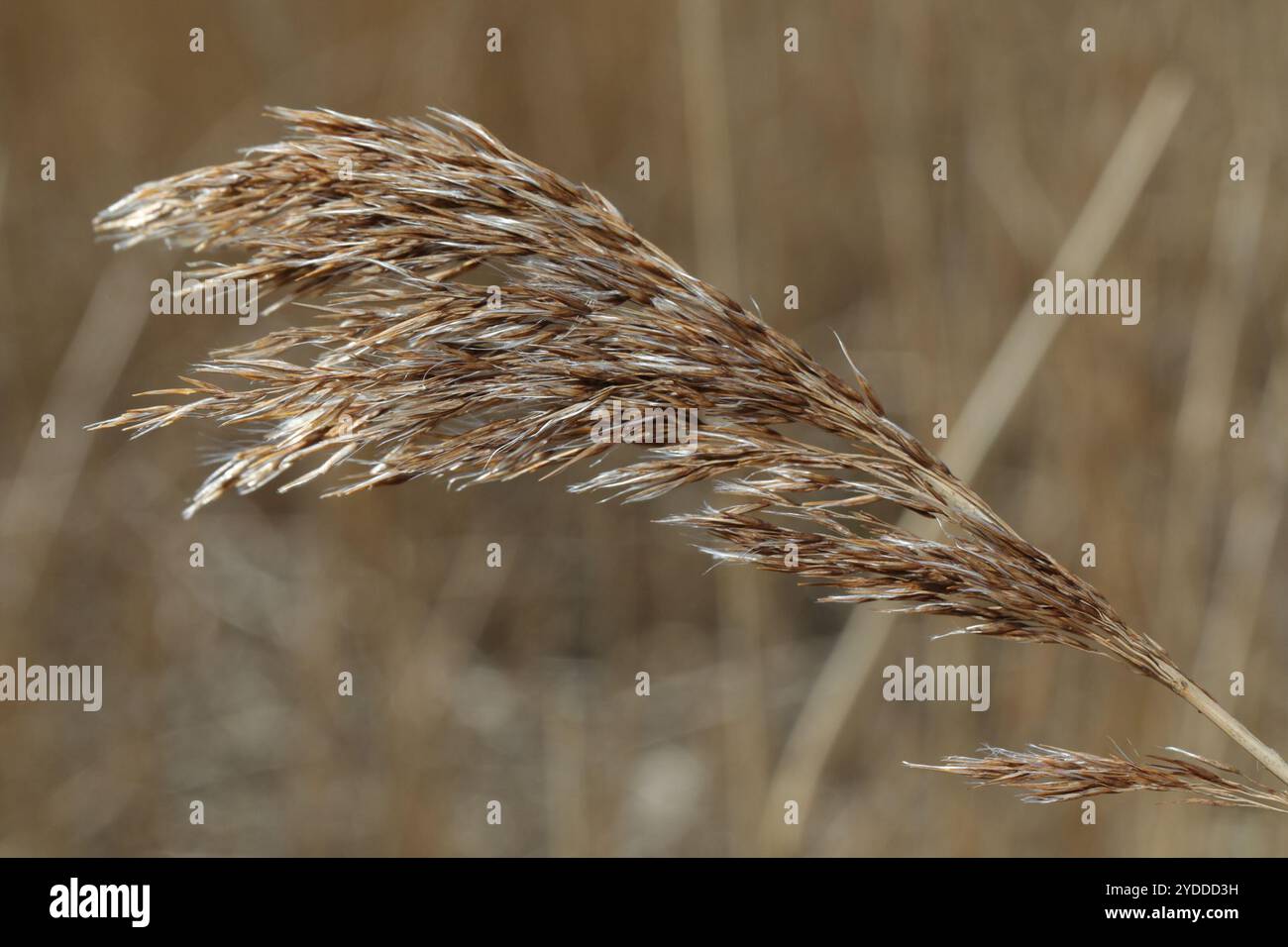 European reed (Phragmites australis australis Stock Photo - Alamy