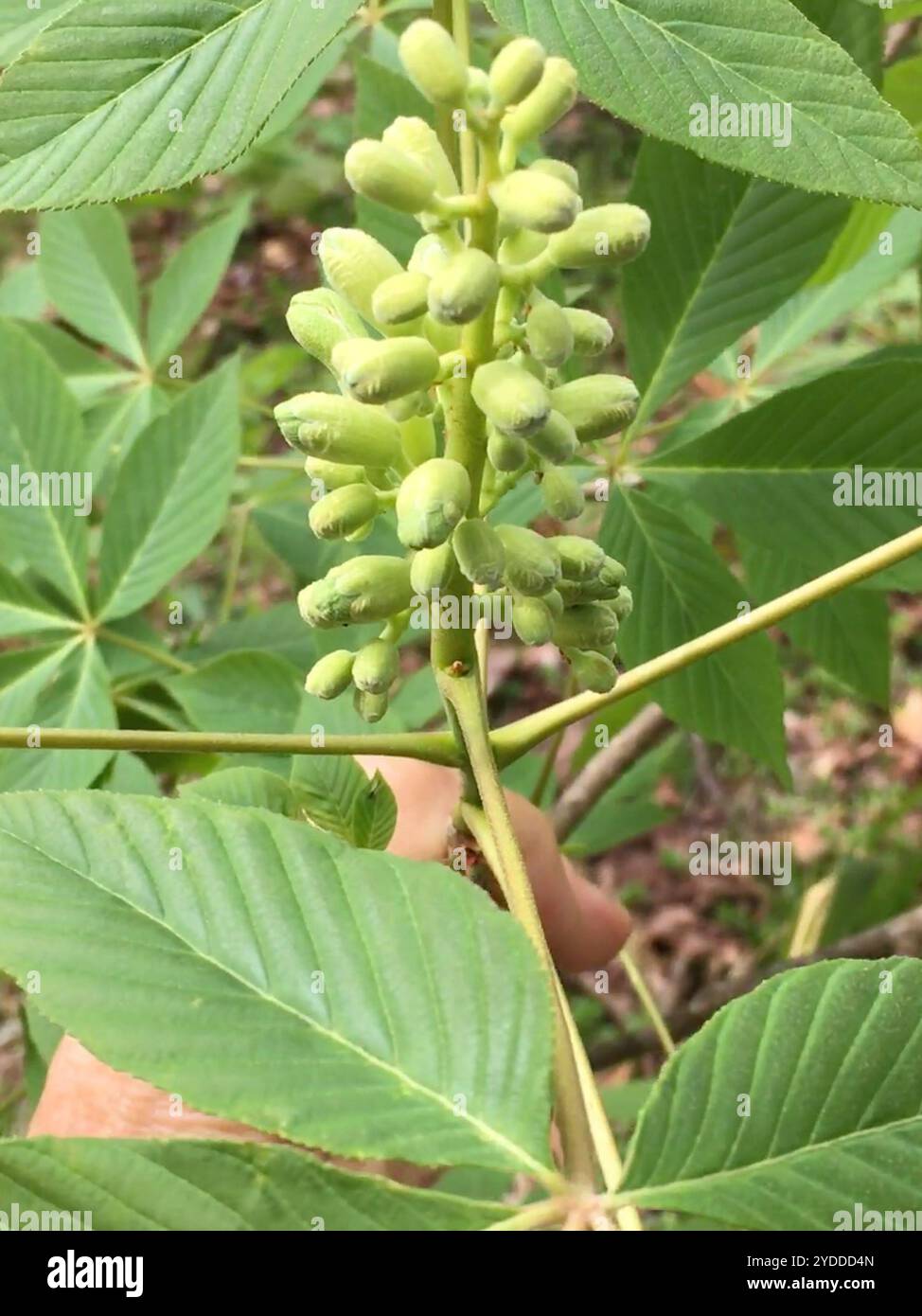 painted buckeye (Aesculus sylvatica Stock Photo - Alamy