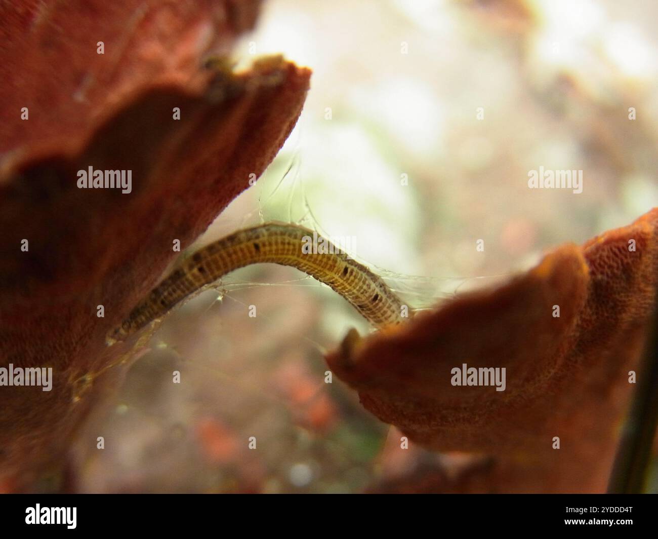 Predatory Fungus Gnats (Keroplatidae Stock Photo - Alamy