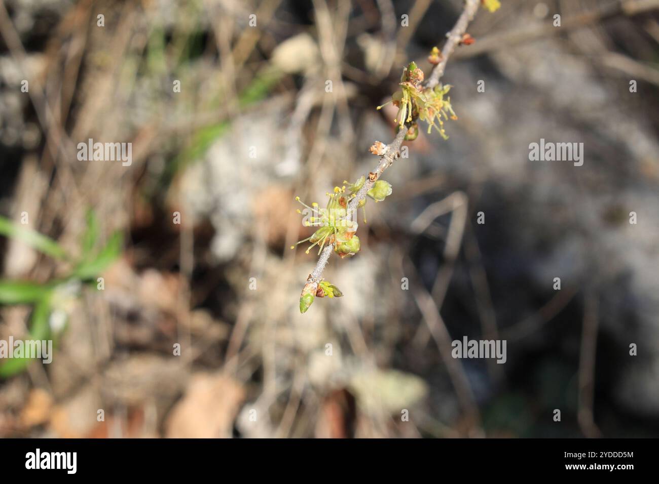 Stretchberry (Forestiera pubescens Stock Photo - Alamy