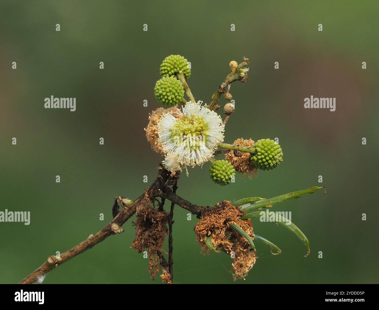 White leadtree (Leucaena leucocephala Stock Photo - Alamy