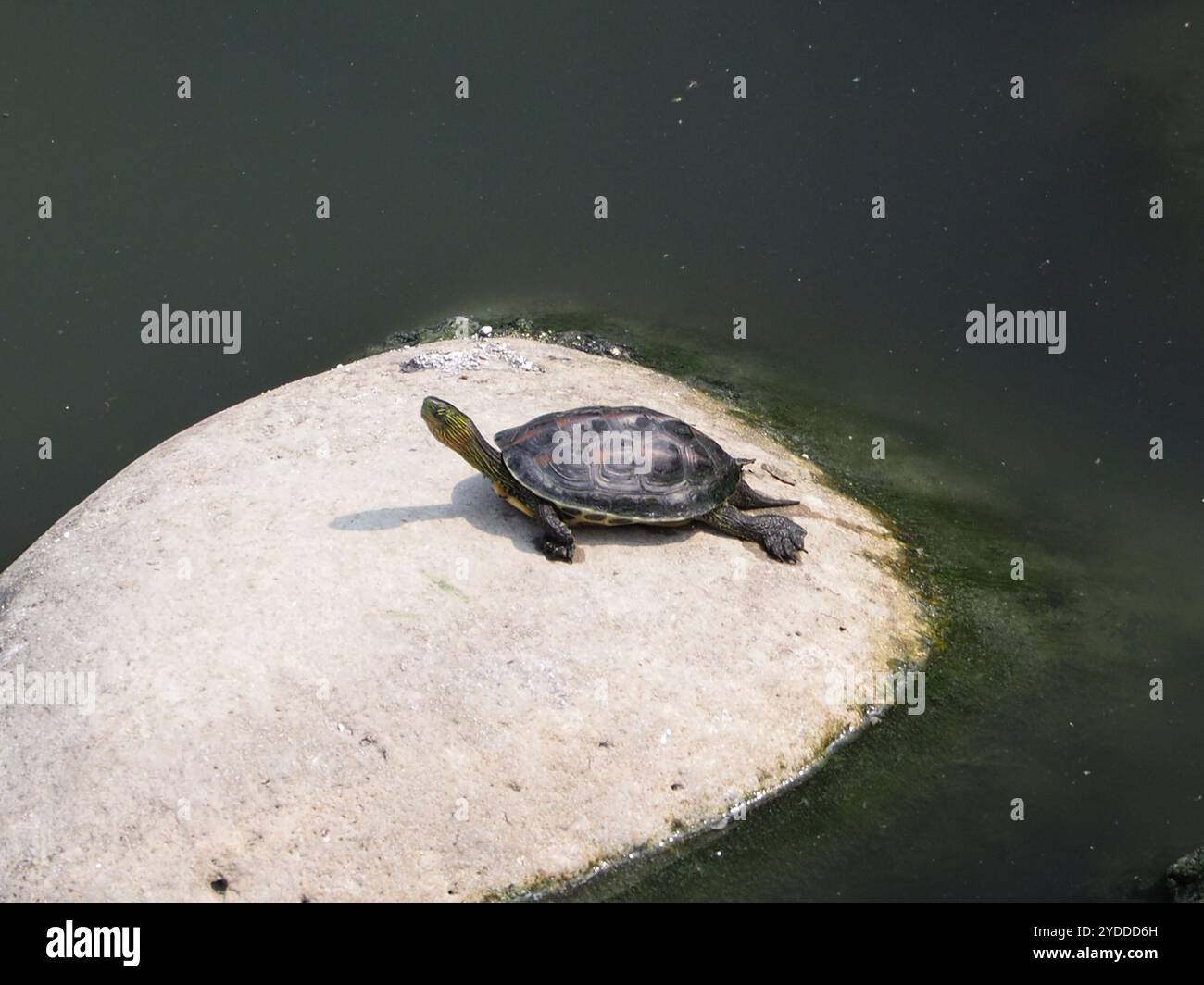 Common thread turtle (Mauremys sinensis Stock Photo - Alamy