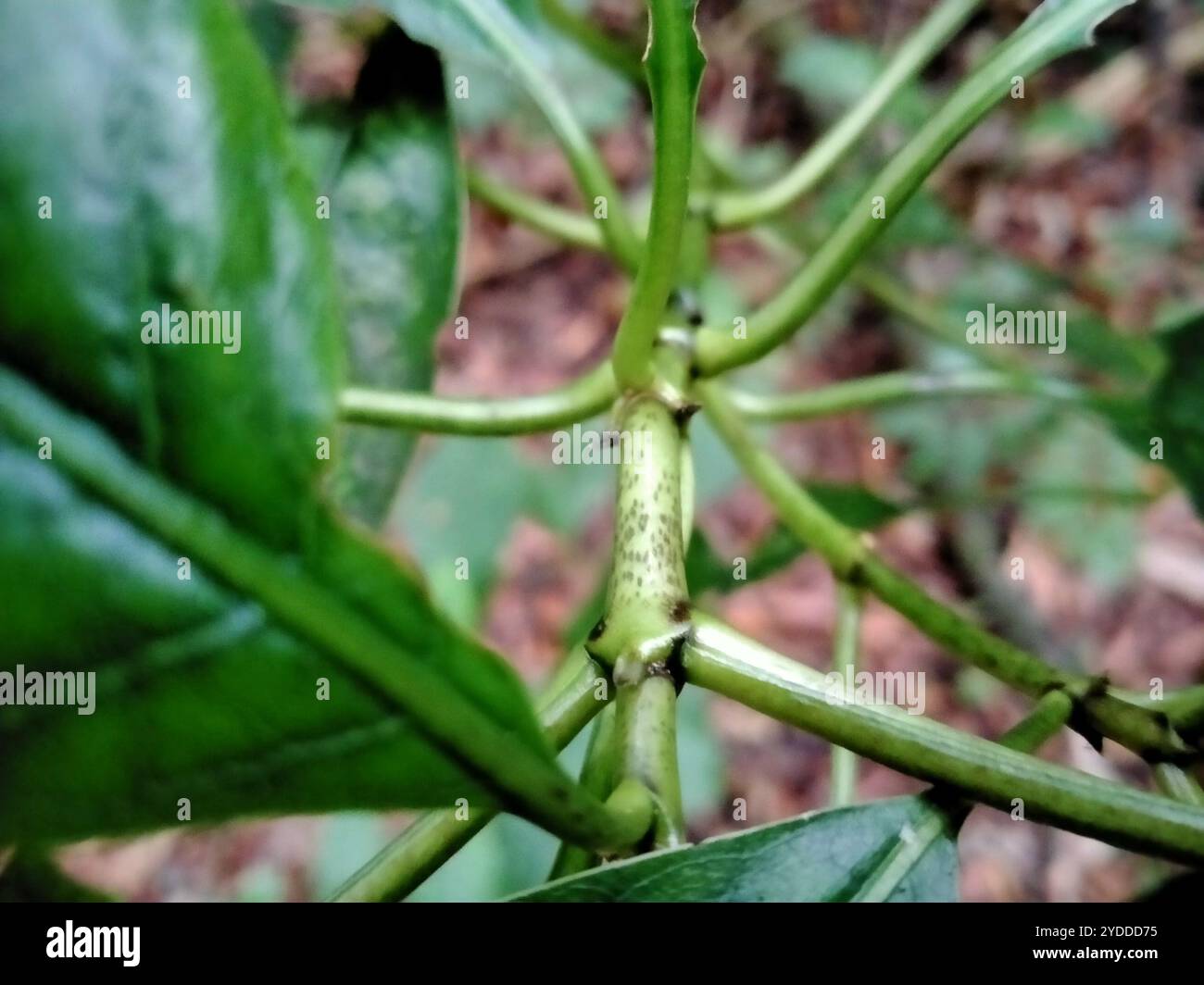 Kanono (Coprosma grandifolia Stock Photo - Alamy
