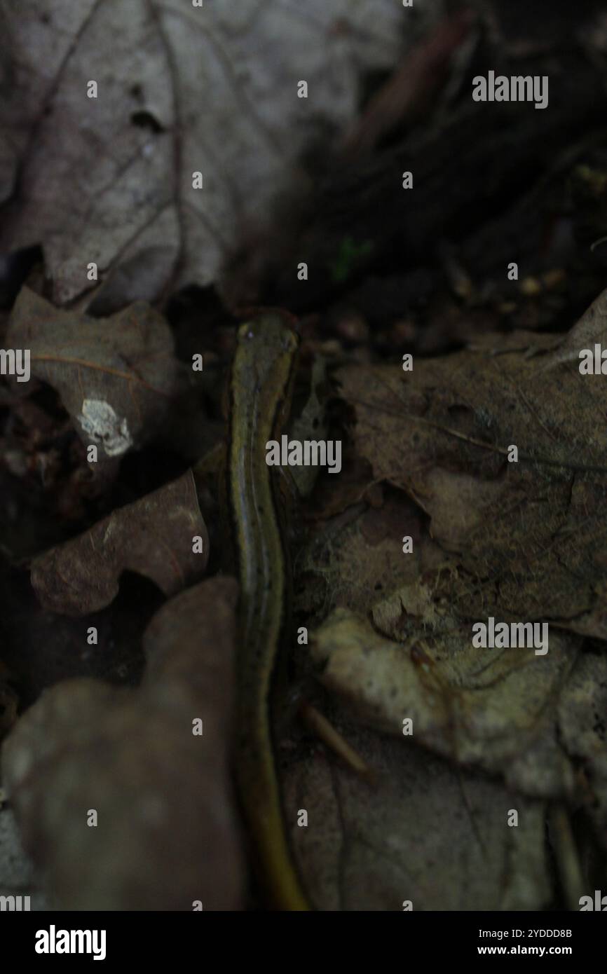 Northern Two-lined Salamander (Eurycea bislineata Stock Photo - Alamy
