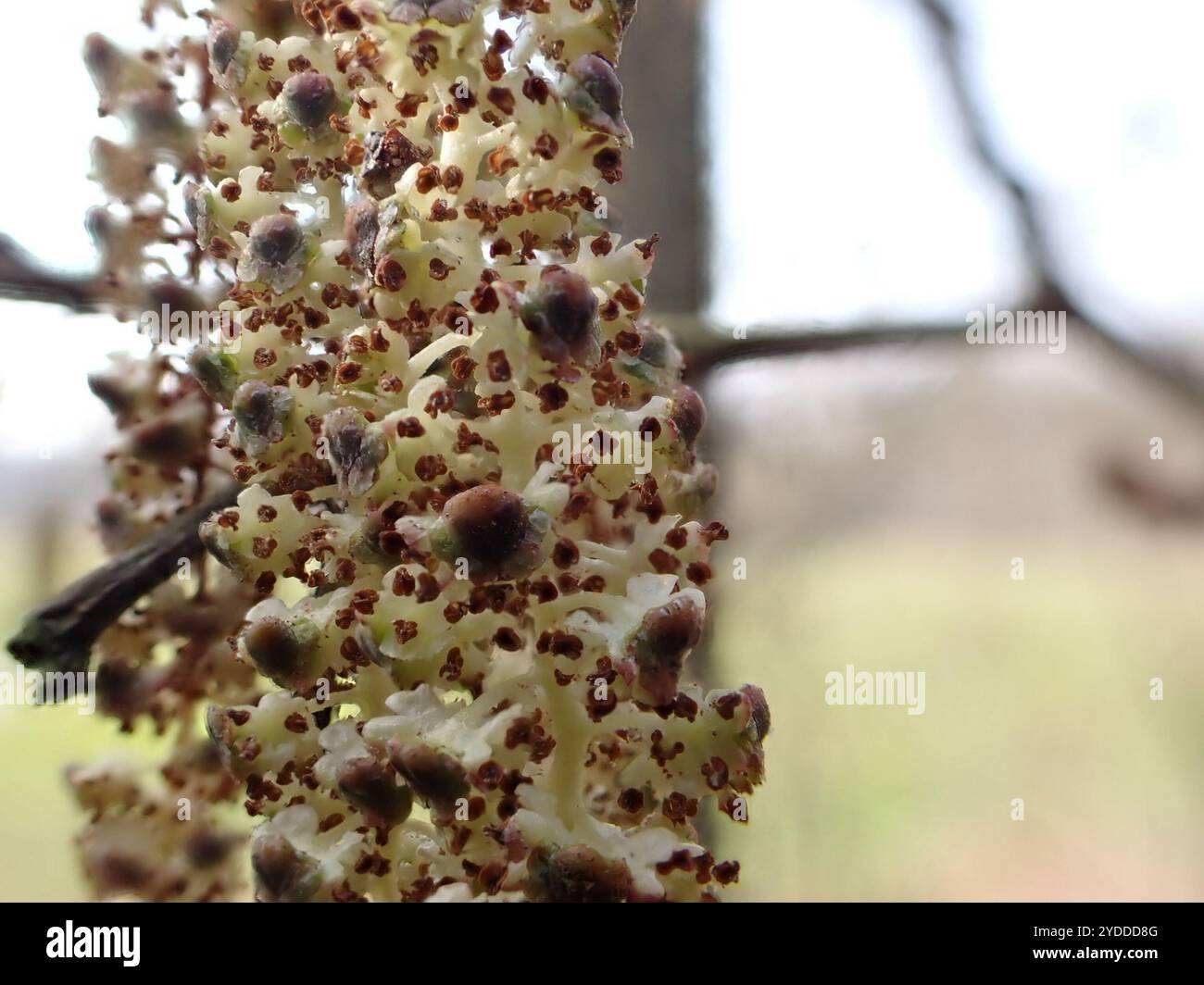 common alder (Alnus glutinosa Stock Photo - Alamy