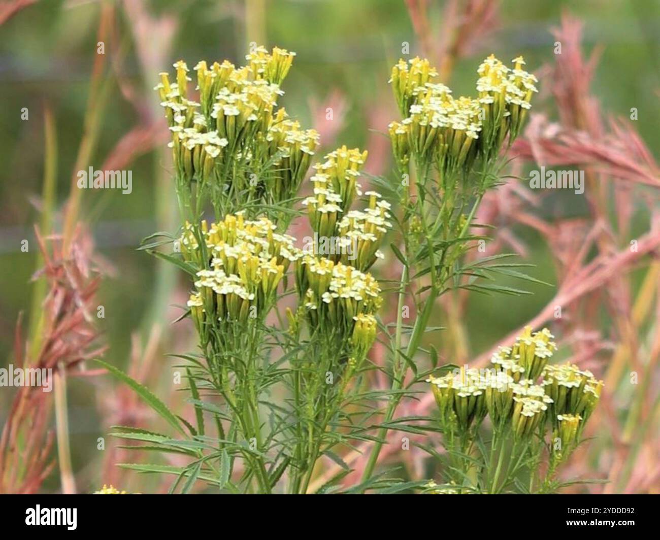 wild marigold (Tagetes minuta Stock Photo - Alamy