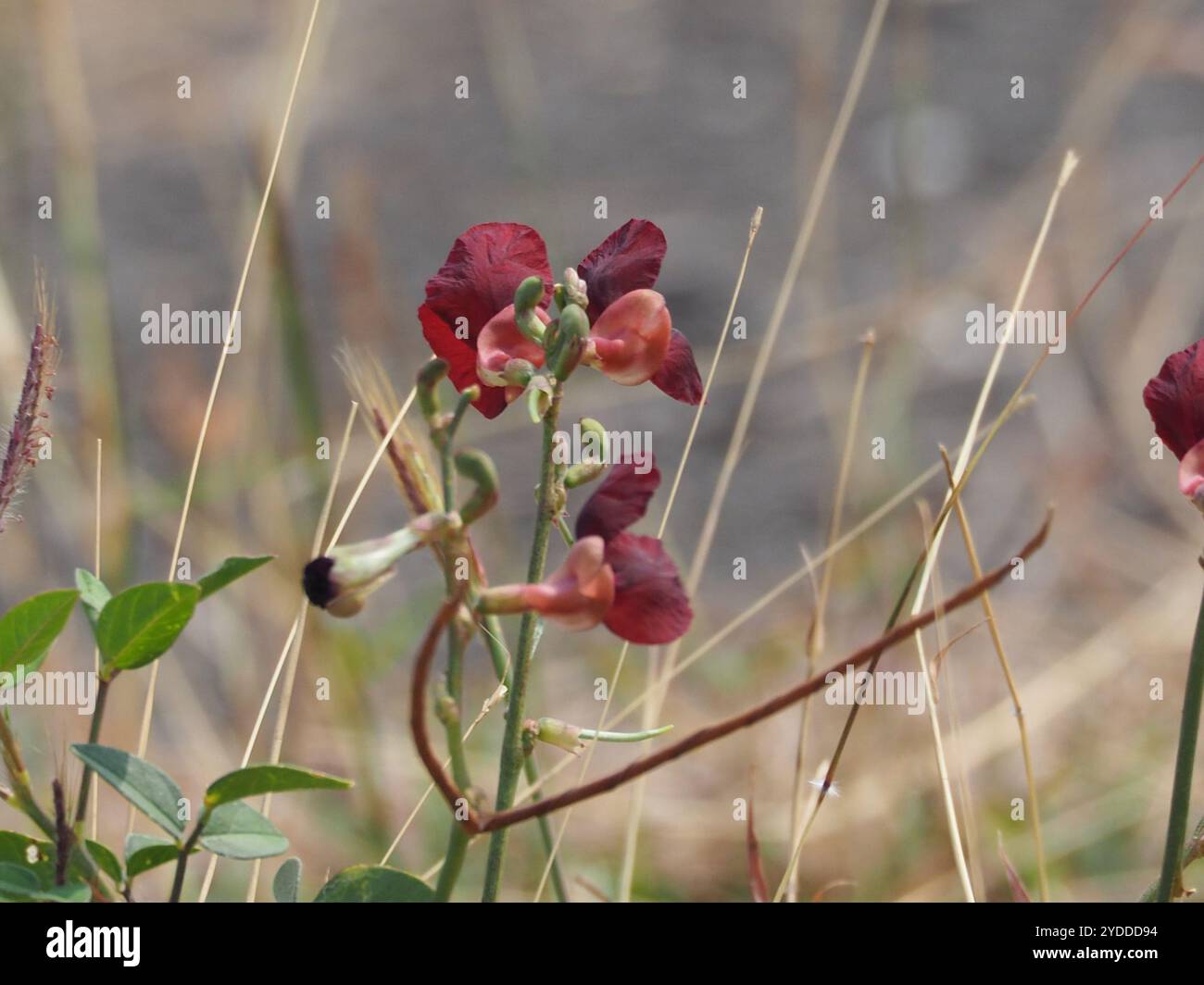 Phasey Bean (Macroptilium lathyroides Stock Photo - Alamy