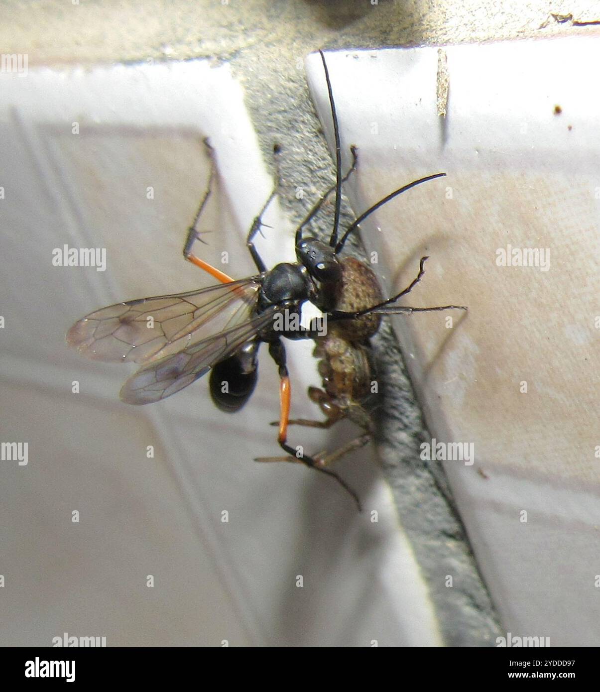 Spider Wasps (Pompilidae Stock Photo - Alamy