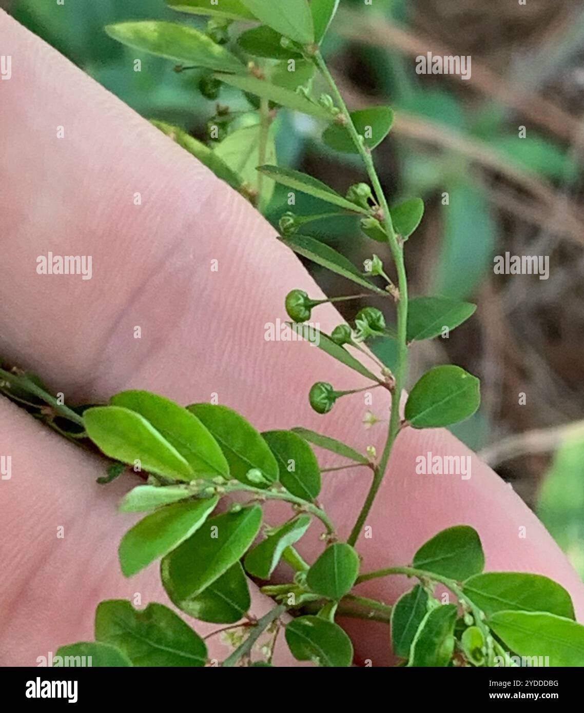Mascarene Island leaf-flower (Phyllanthus tenellus Stock Photo - Alamy