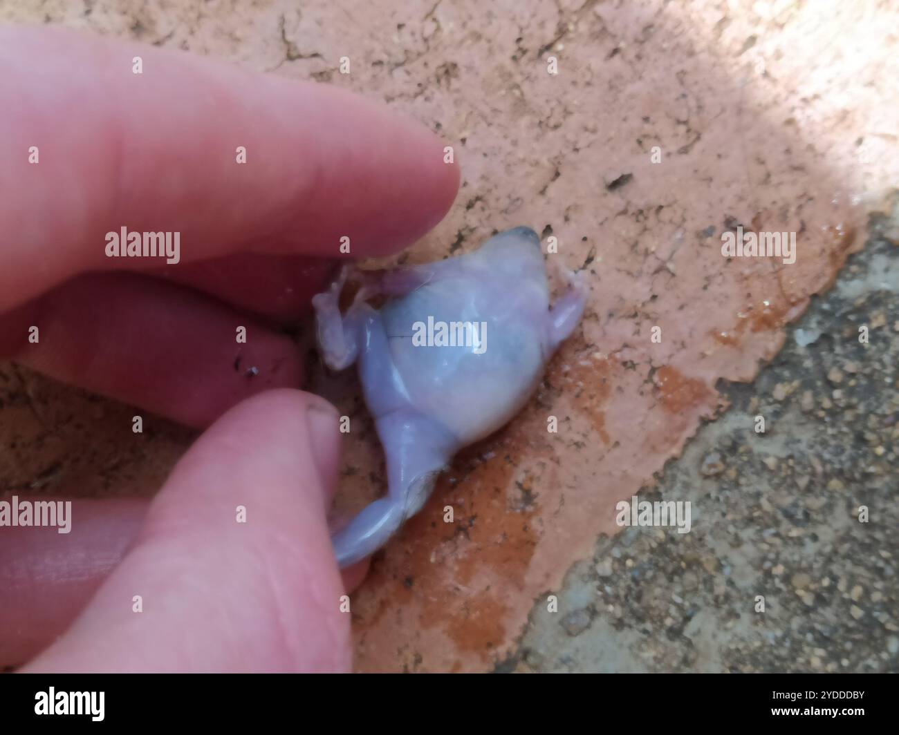 Shovel-nosed Frog (Hemisus marmoratus Stock Photo - Alamy
