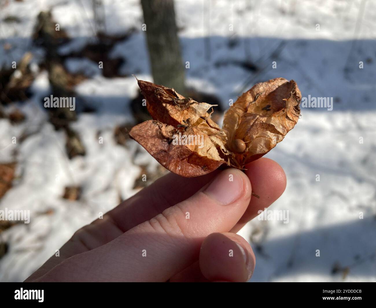 American bladdernut (Staphylea trifolia Stock Photo - Alamy