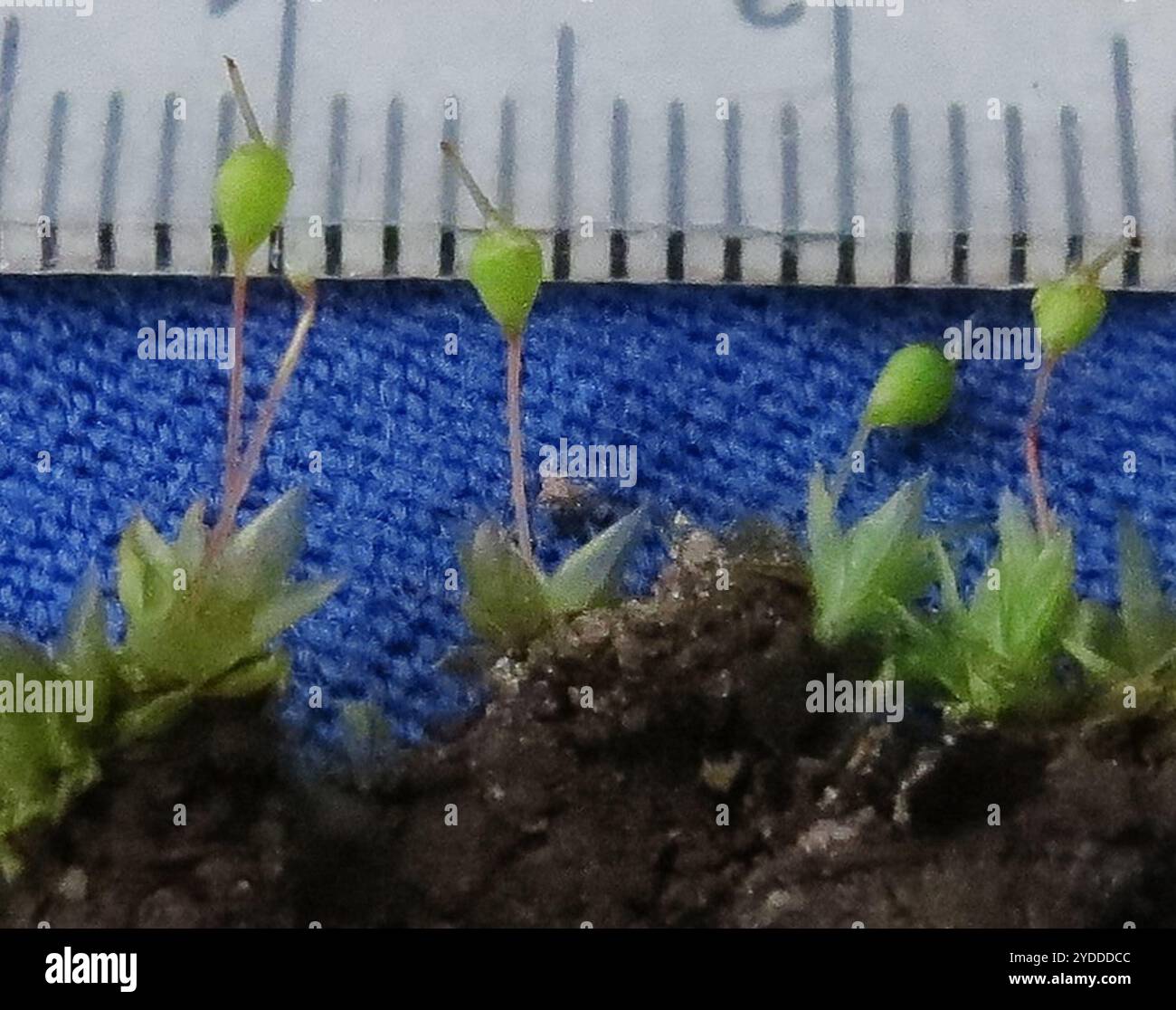 common bladder moss (Physcomitrium pyriforme Stock Photo - Alamy