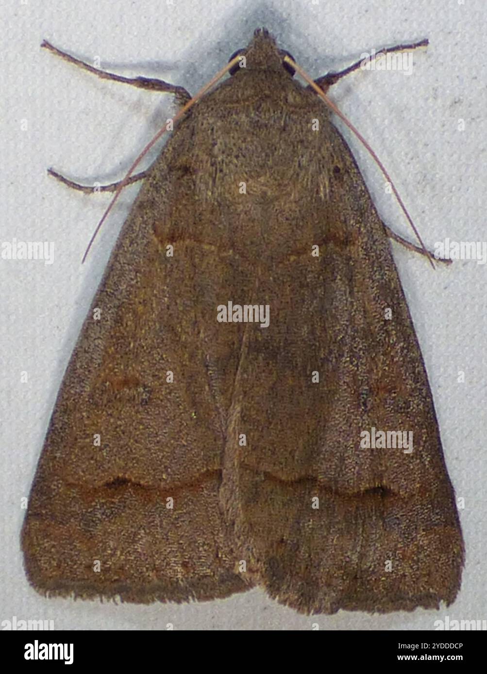 Common Oak Moth (Phoberia atomaris Stock Photo - Alamy