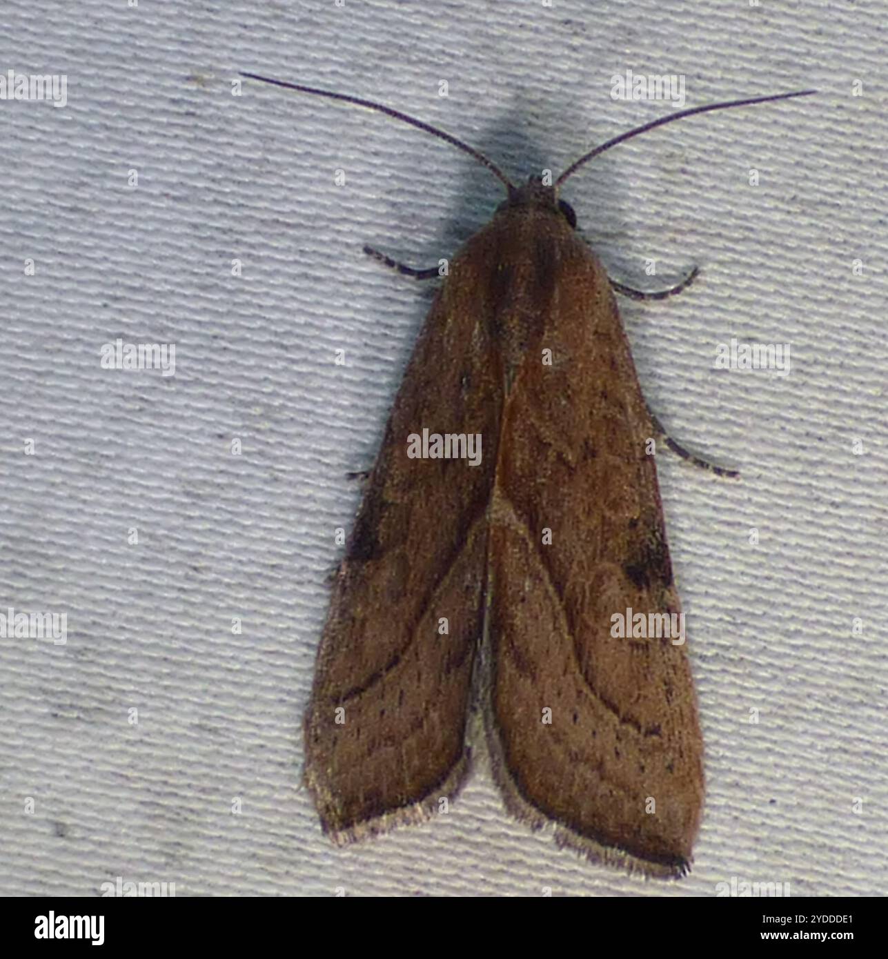 Wedgling Moth (Galgula partita Stock Photo - Alamy