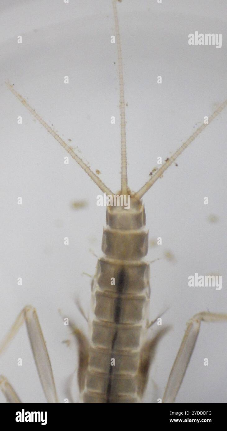 Carolina flat-headed mayfly (Stenacron carolina Stock Photo - Alamy