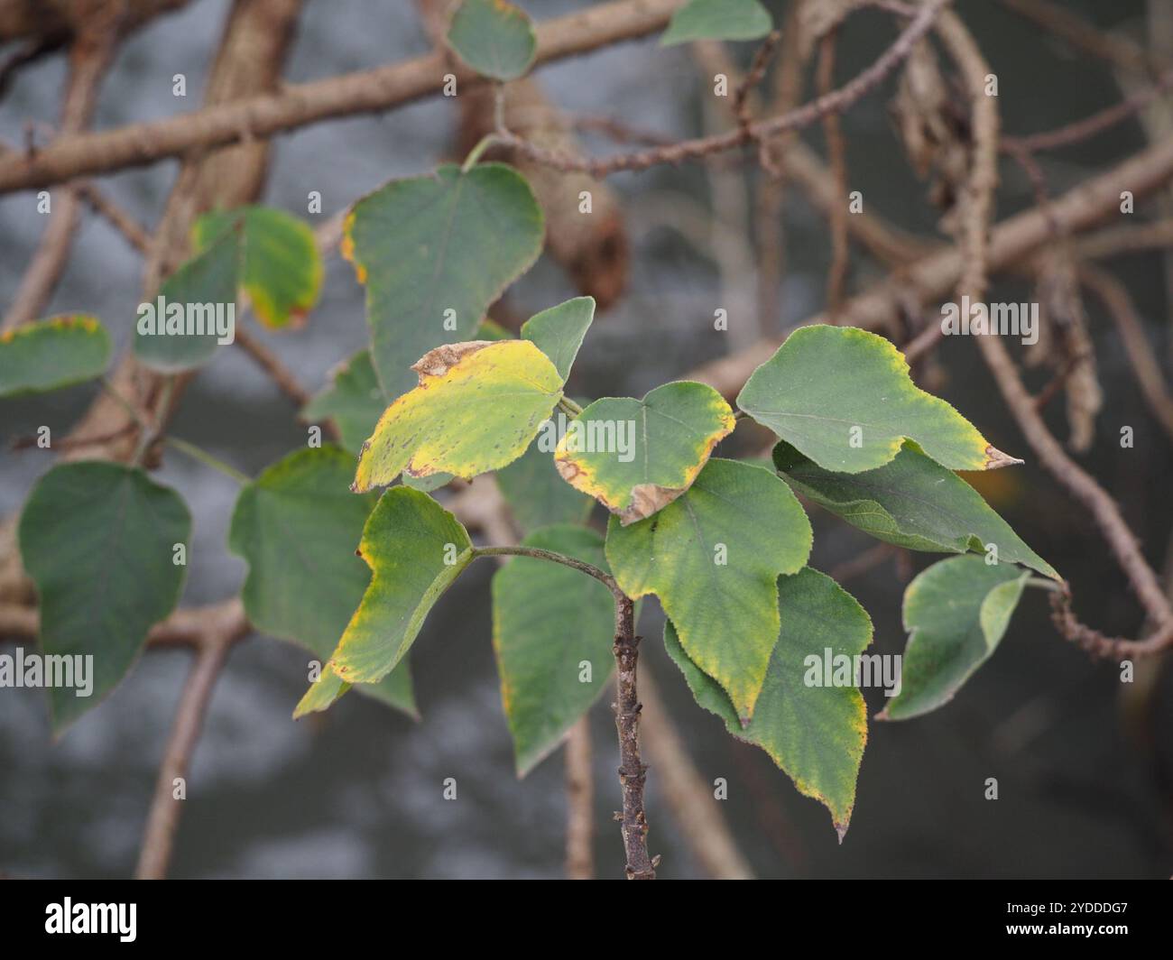 Paper mulberry (Broussonetia papyrifera Stock Photo - Alamy