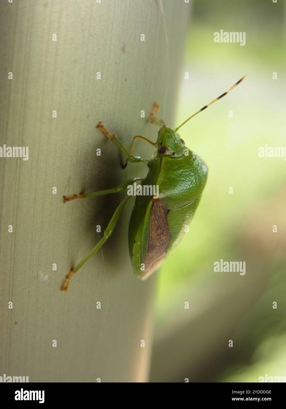 Oriental Stink Bug (Plautia stali Stock Photo - Alamy