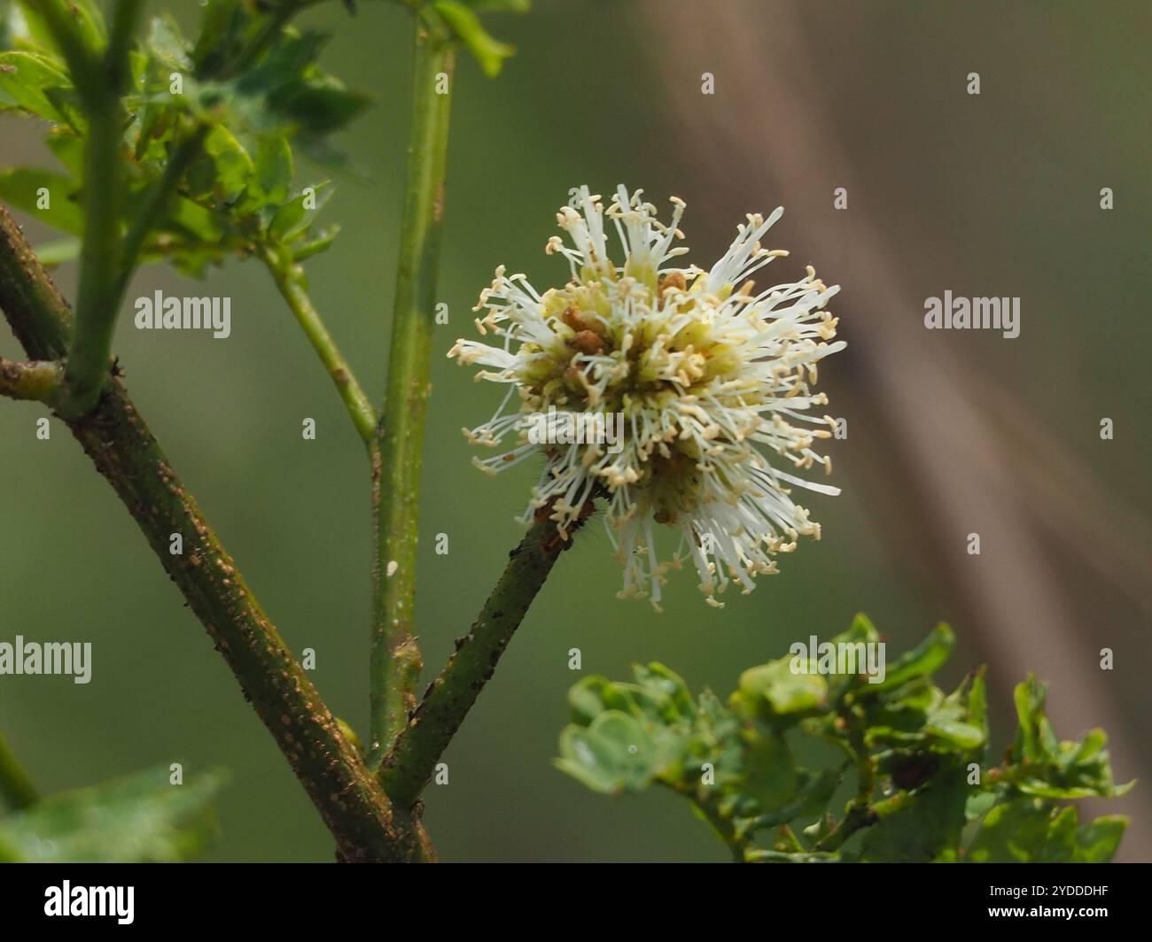 White leadtree (Leucaena leucocephala Stock Photo - Alamy