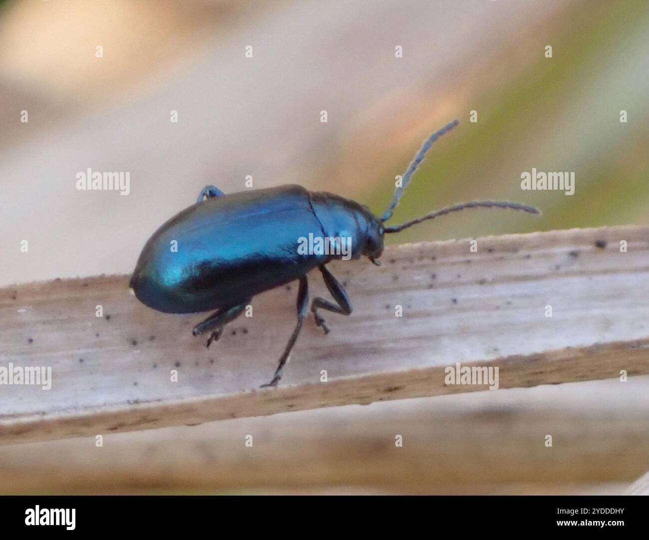 Metallic Flea Beetles (Altica Stock Photo - Alamy