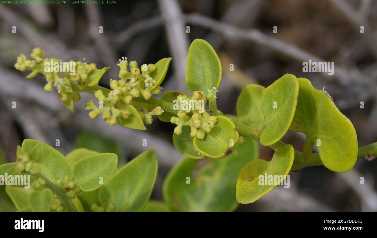 salt bush (Cryptocarpus pyriformis Stock Photo - Alamy