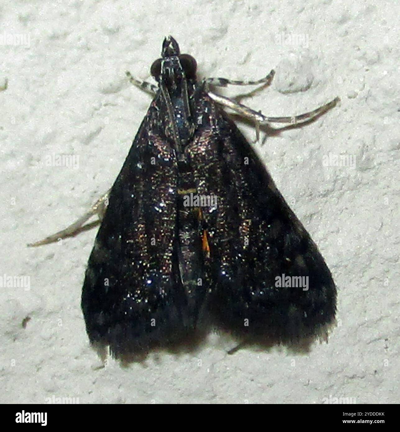 China-mark Moths (Acentropinae Stock Photo - Alamy