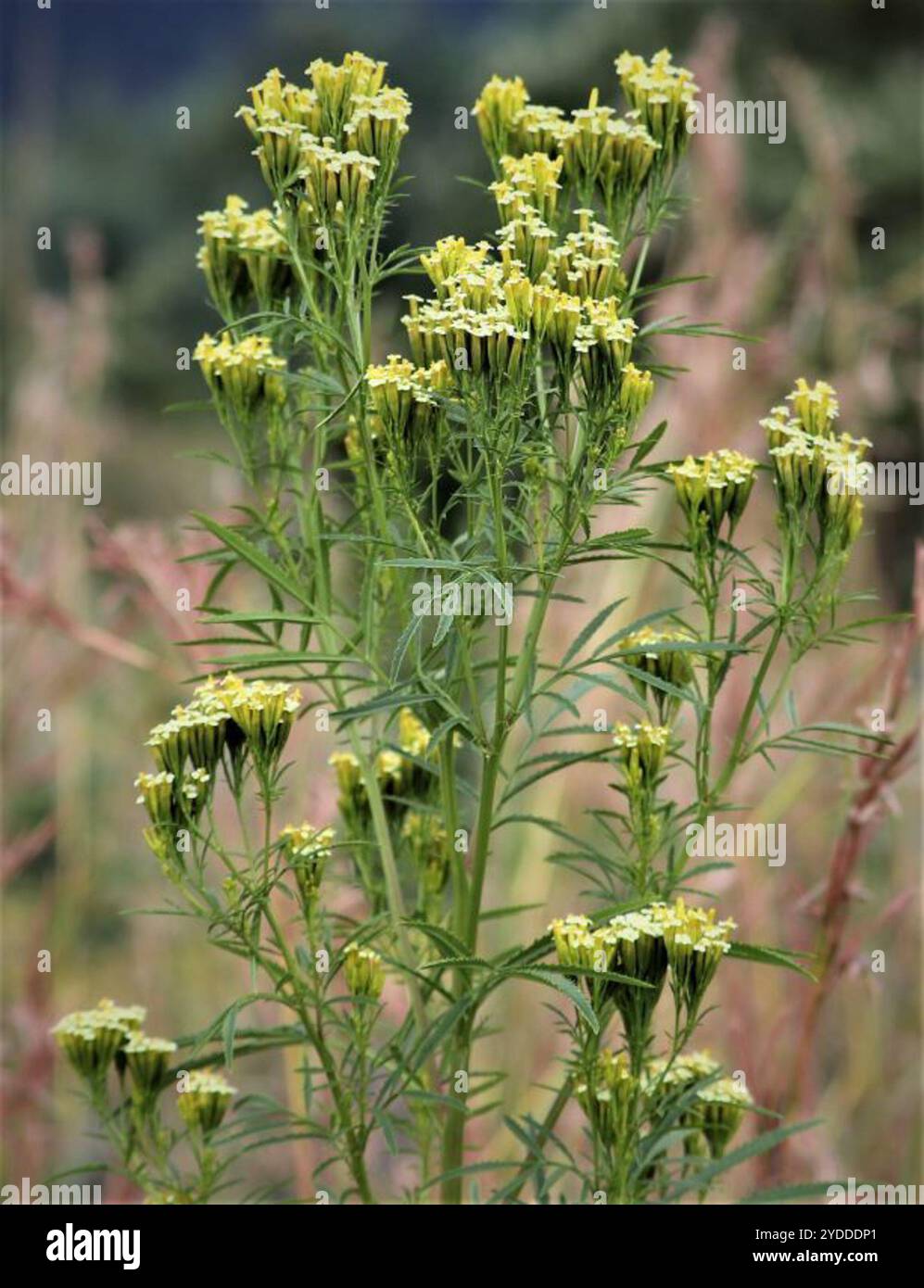 wild marigold (Tagetes minuta Stock Photo - Alamy