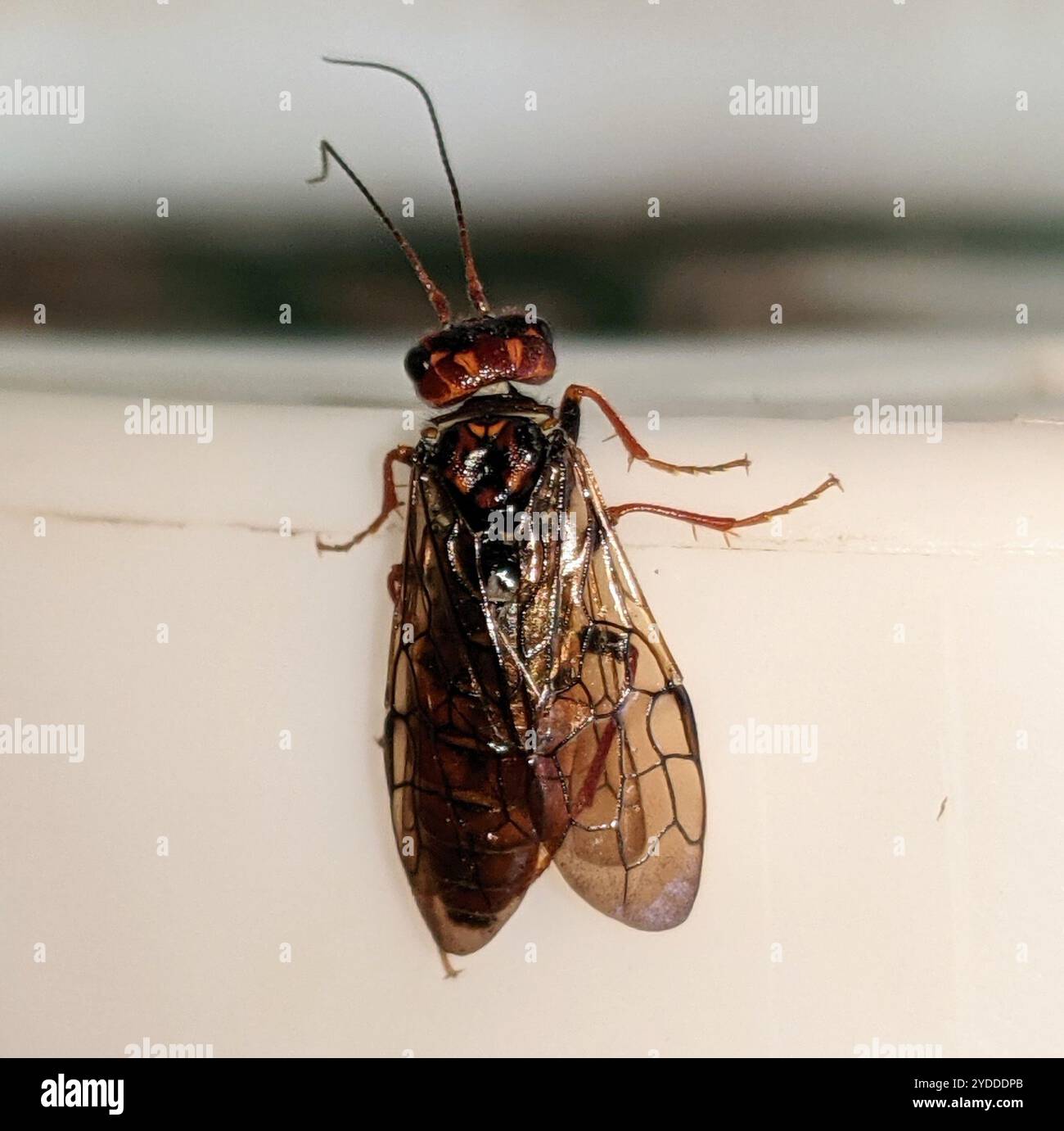 Web-spinning Sawflies (Pamphiliidae Stock Photo - Alamy