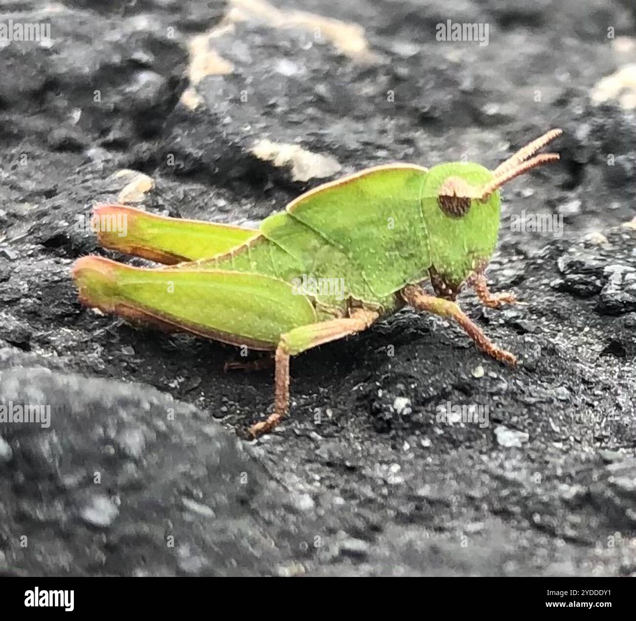 Green-striped Grasshopper (Chortophaga viridifasciata Stock Photo - Alamy