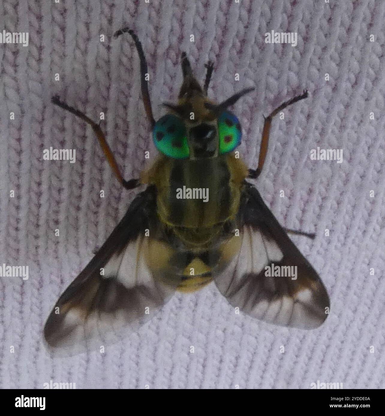 Twin-lobed Deer Fly (Chrysops relictus Stock Photo - Alamy