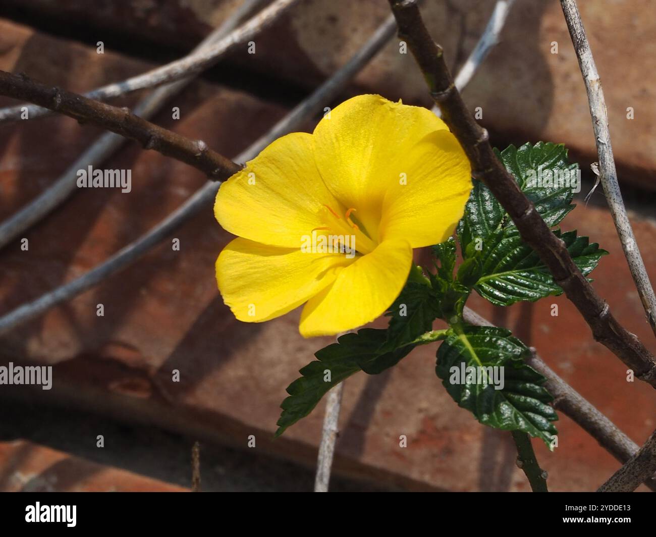 Yellow alder (Turnera ulmifolia Stock Photo - Alamy