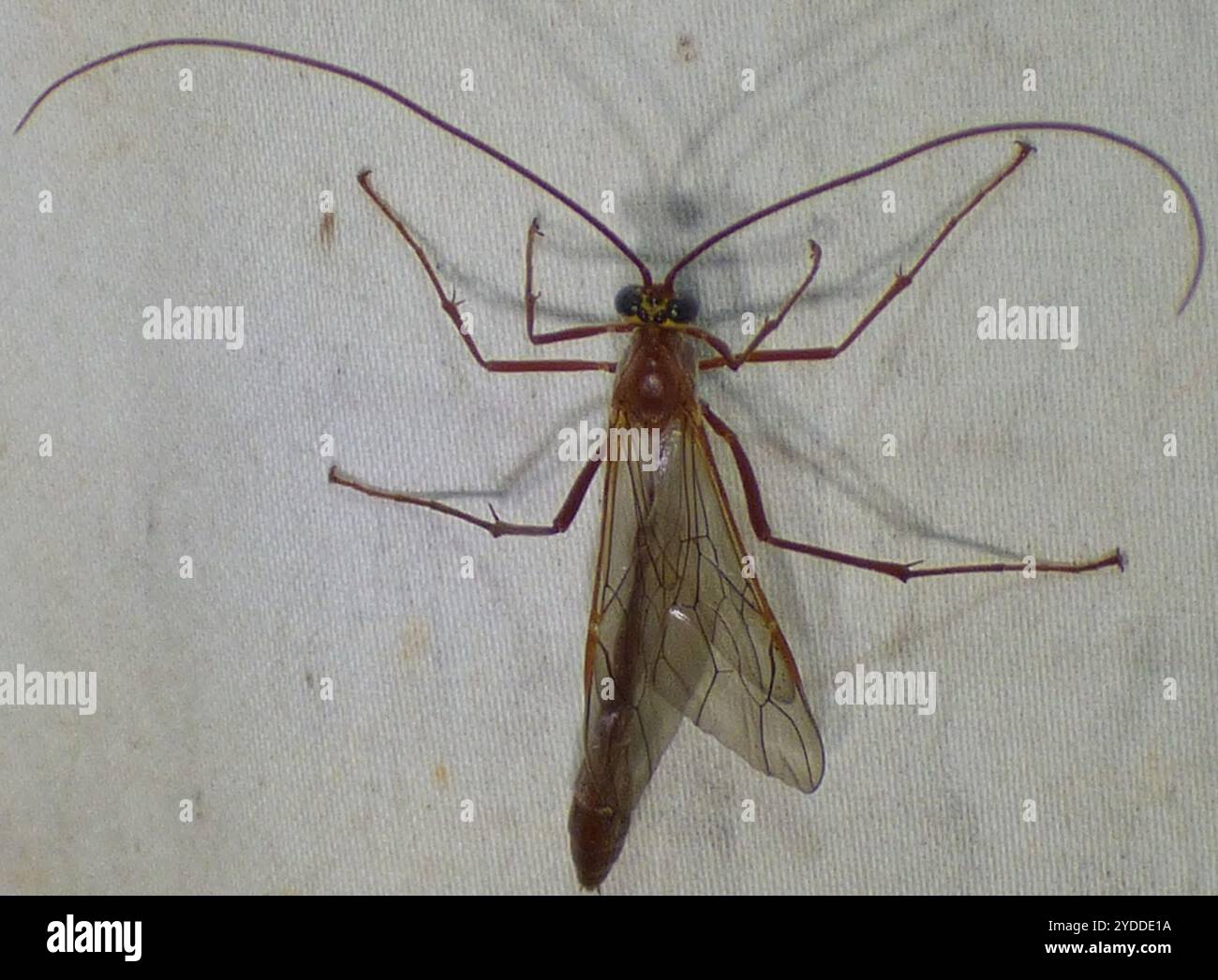 Short-tailed Ichneumonid Wasps (Ophioninae Stock Photo - Alamy