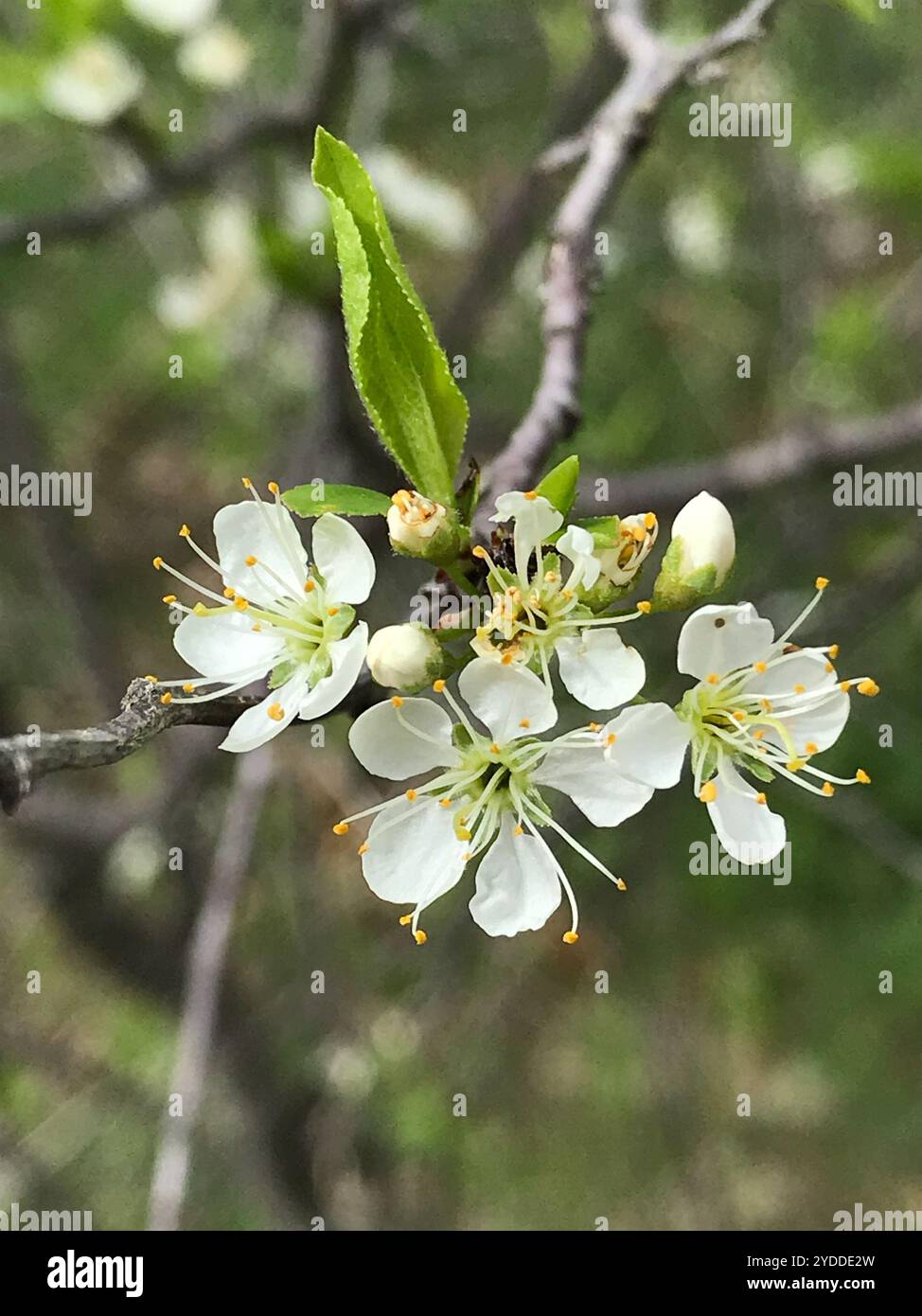 Creek plum (Prunus rivularis Stock Photo - Alamy
