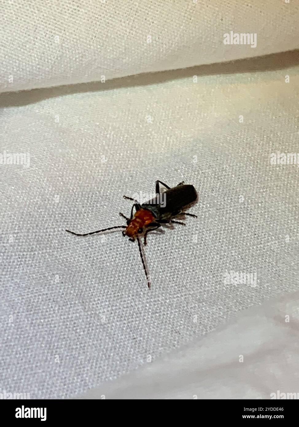 Downy Leather-winged Beetle (Podabrus pruinosus Stock Photo - Alamy