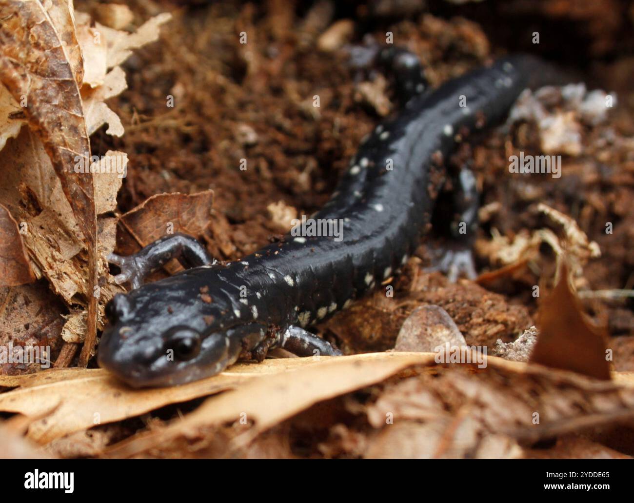 White-spotted Slimy Salamander (Plethodon cylindraceus Stock Photo - Alamy