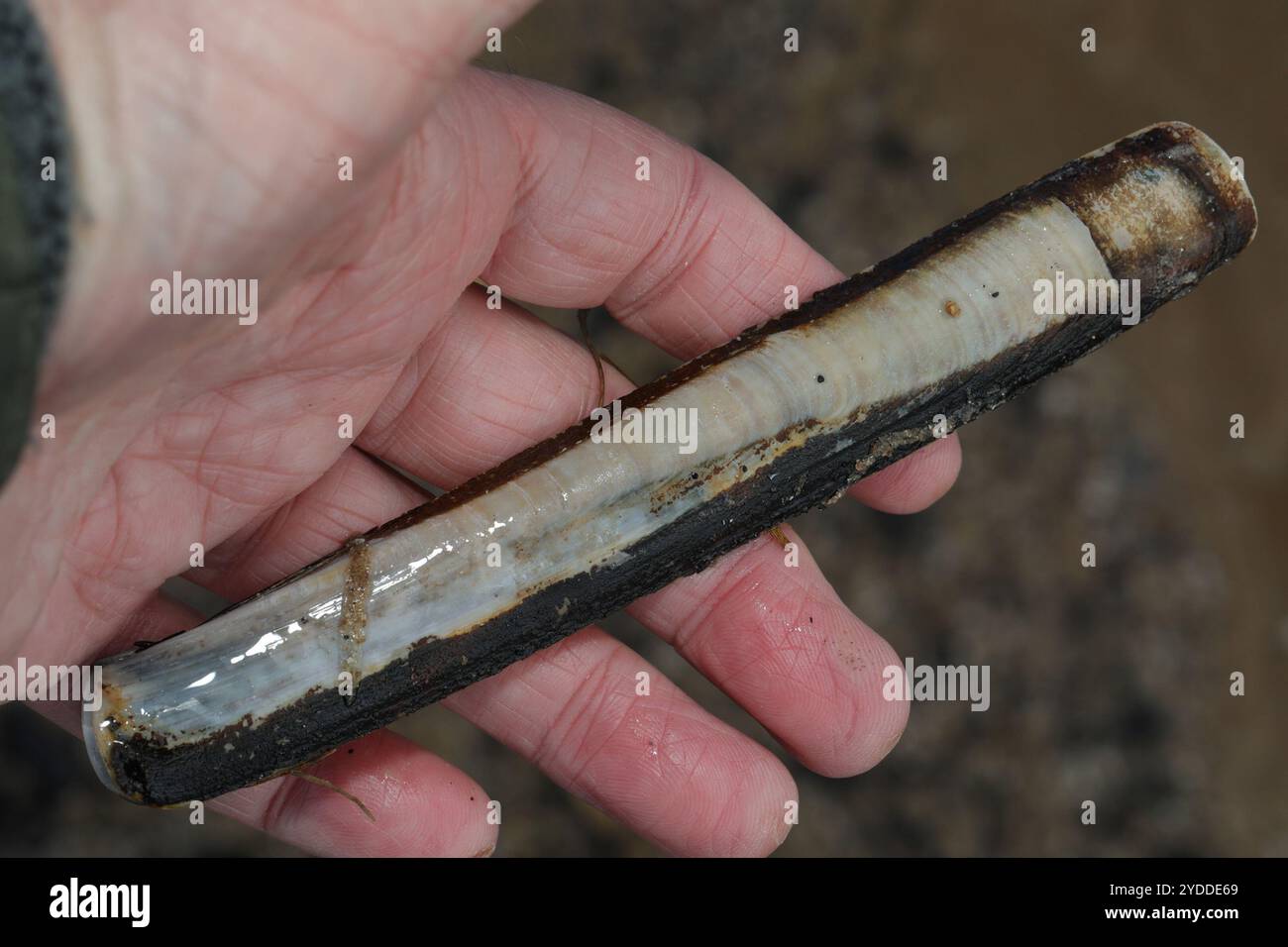 Atlantic Jackknife (Ensis leei Stock Photo - Alamy