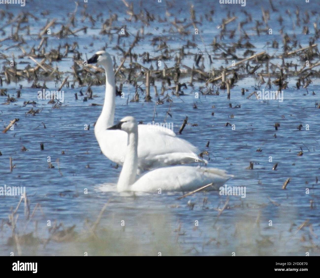 Tundra Swan (Cygnus columbianus Stock Photo - Alamy