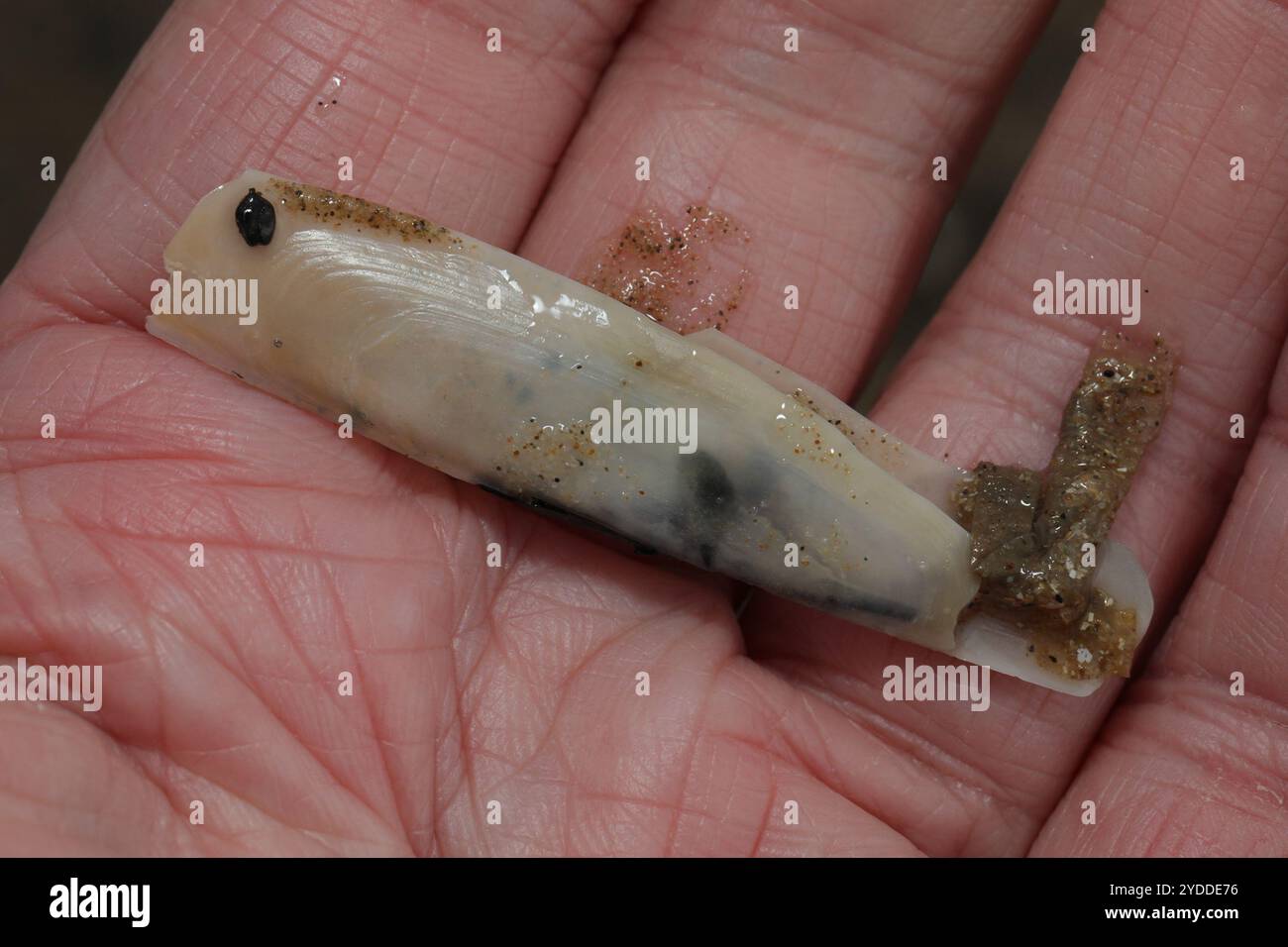 Pod Razor (Pharus legumen Stock Photo - Alamy