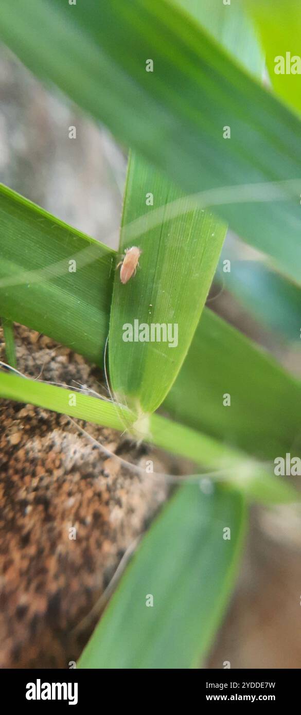 True Hoppers (Auchenorrhyncha Stock Photo - Alamy