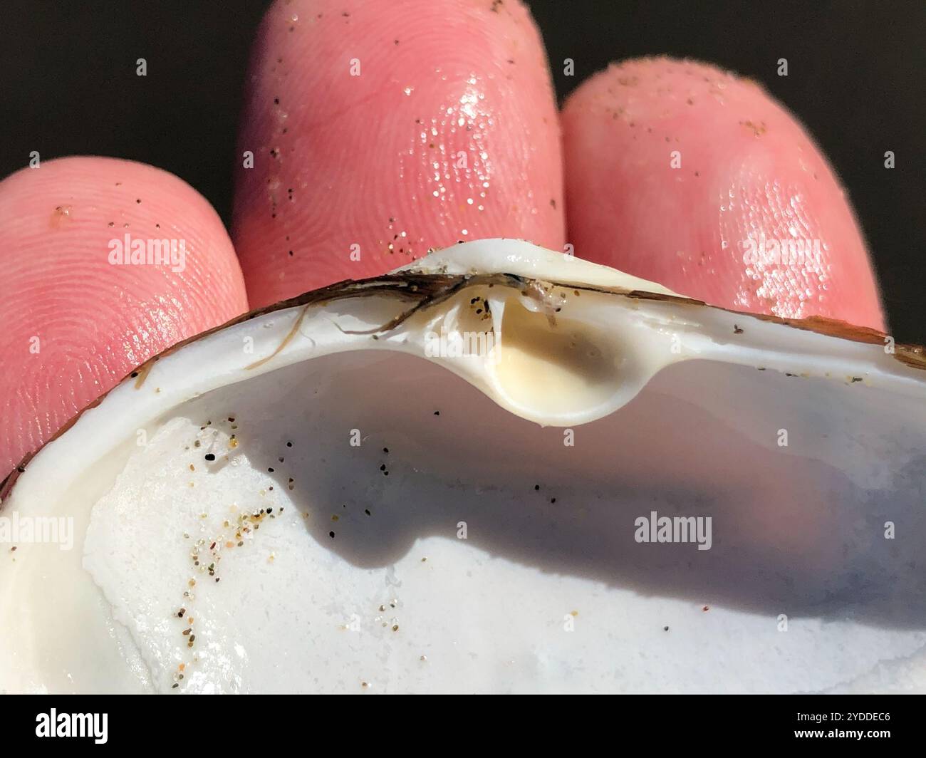 Pacific Gaper (Tresus nuttallii Stock Photo - Alamy