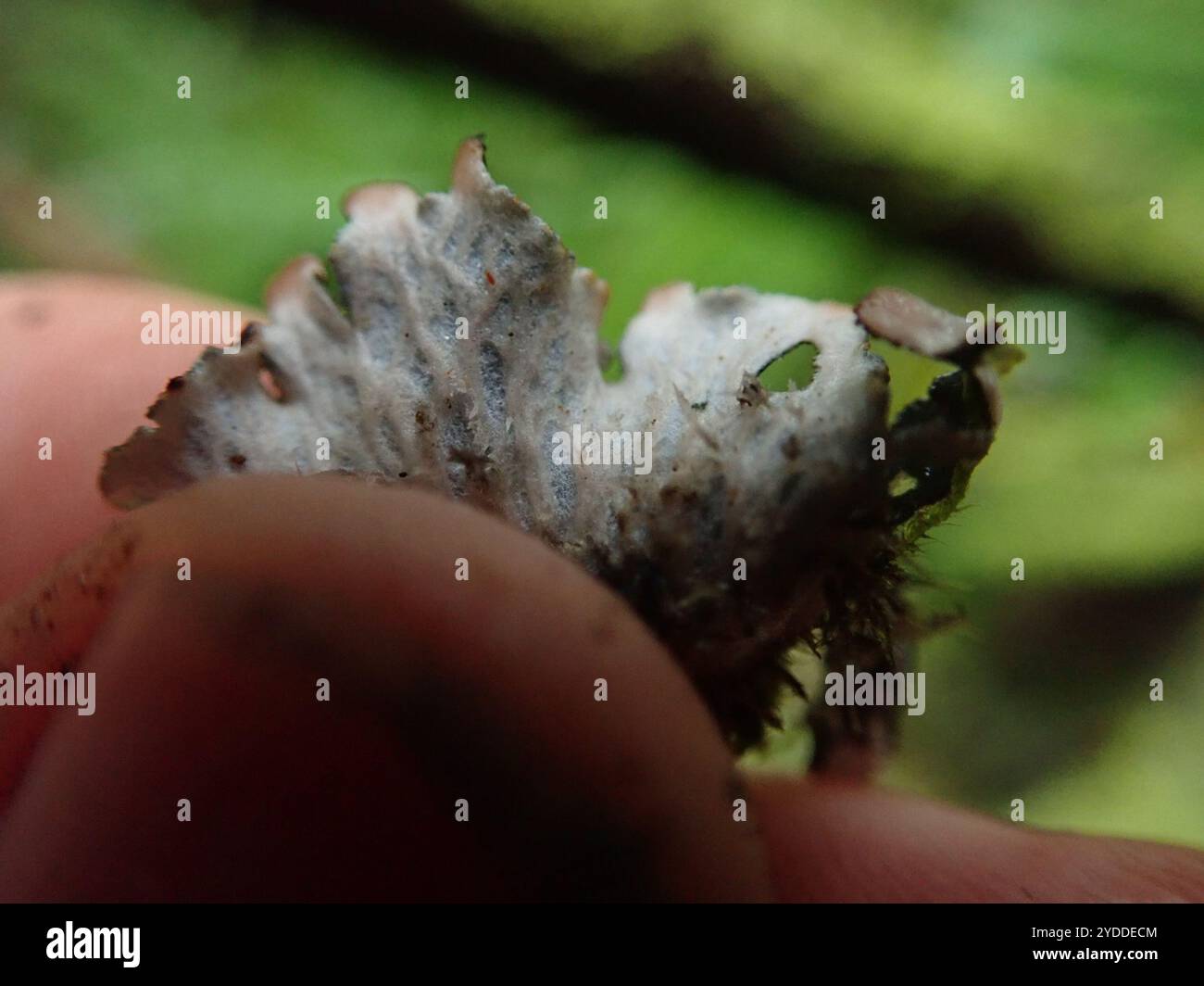 Blacksaddle pelt lichen (Peltigera neckeri Stock Photo - Alamy