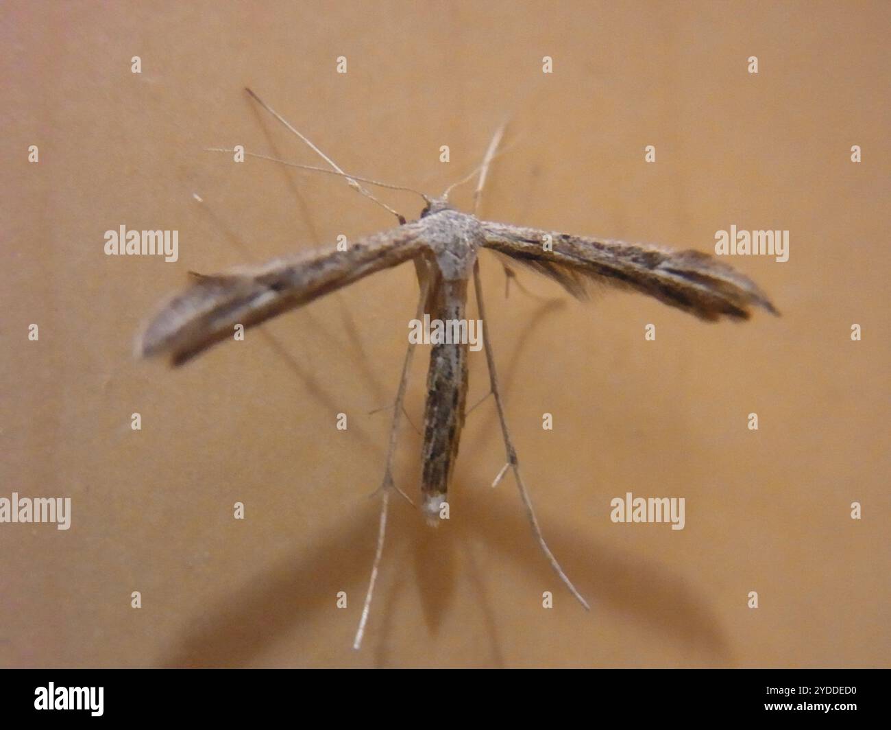 Plume Moths (Pterophoridae Stock Photo - Alamy