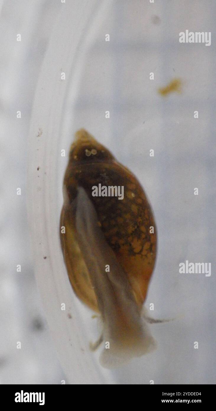 Bladder snails hi-res stock photography and images - Alamy