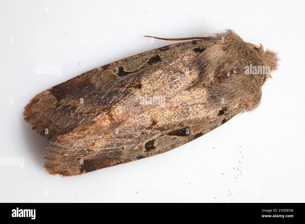 Hebrew Character (Orthosia gothica Stock Photo - Alamy