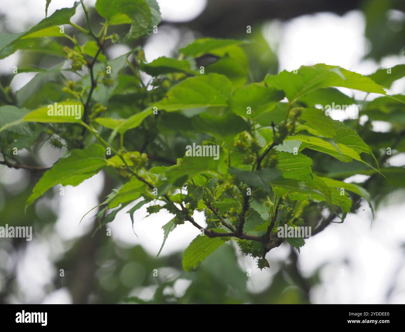 Korean mulberry (Morus indica Stock Photo - Alamy