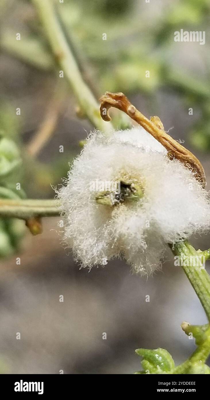 Ambrosia salsola hi-res stock photography and images - Alamy