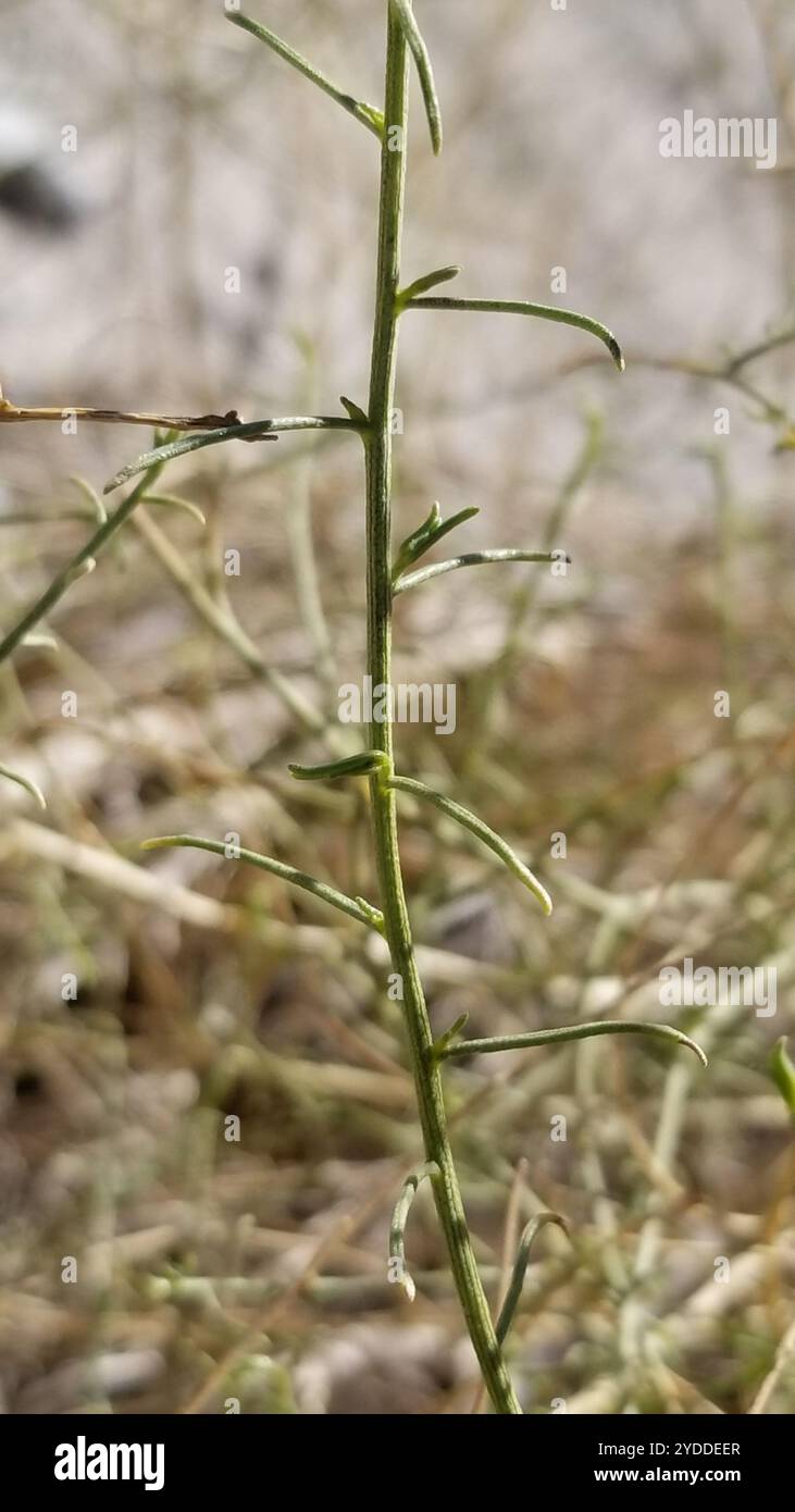 Cheesebush (Ambrosia salsola Stock Photo - Alamy