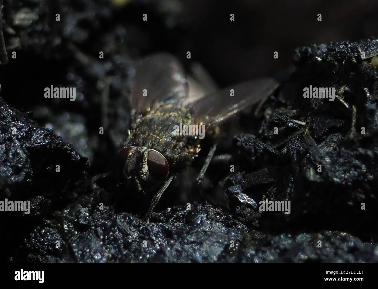 Cluster Flies (Pollenia Stock Photo - Alamy