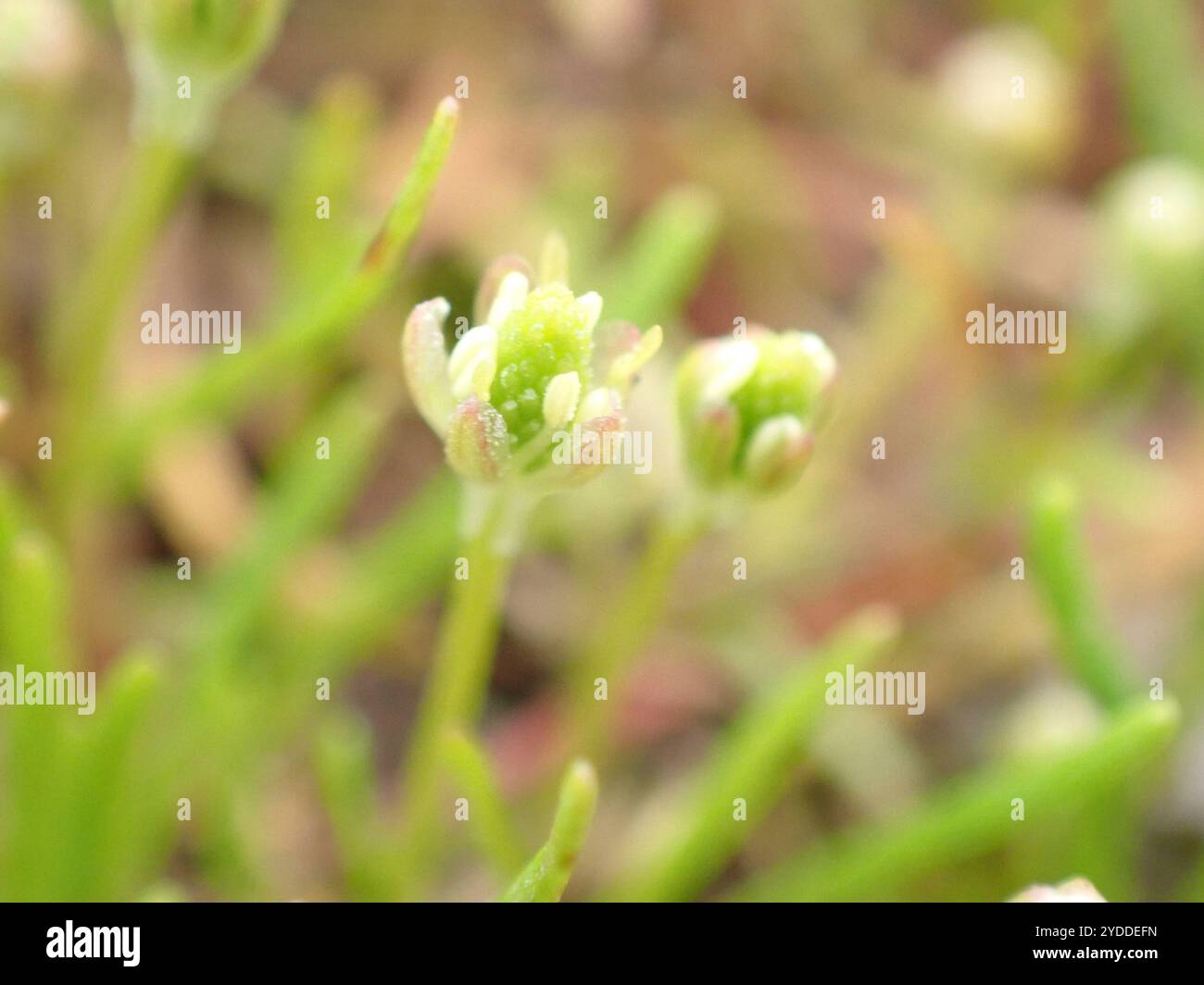 Tiny Mousetail (Myosurus minimus Stock Photo - Alamy